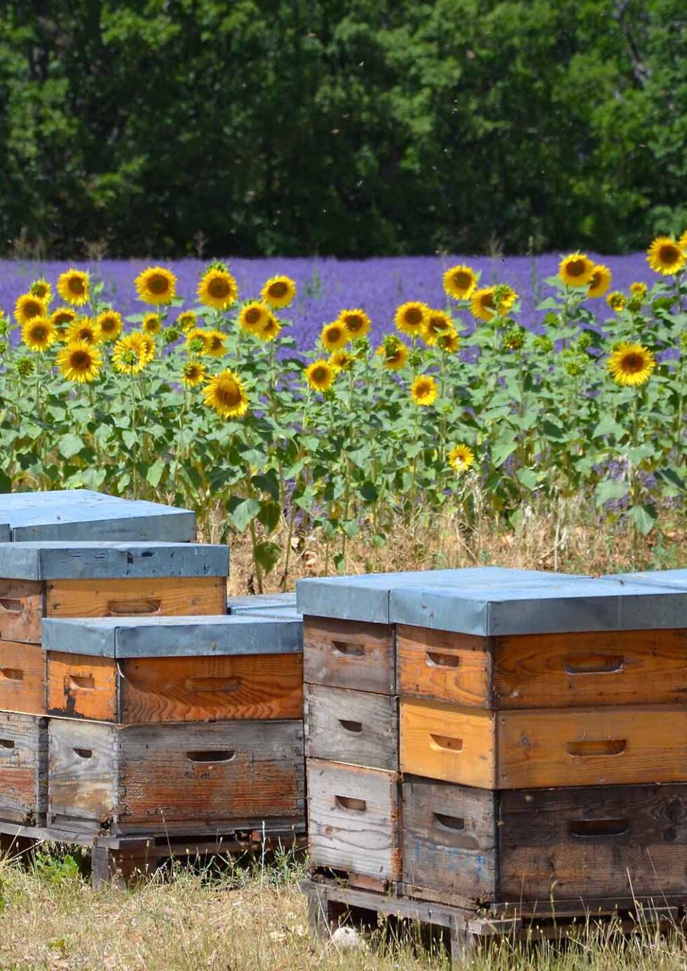 Buncombe County Beekeepers Club (BCBC) A Website by Beekeepers in ...